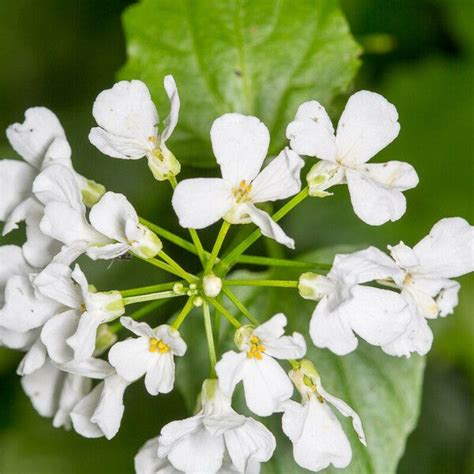 Caucasian Penny Cress Pachyphragma Macrophyllum Plant Care And How To Grow Water