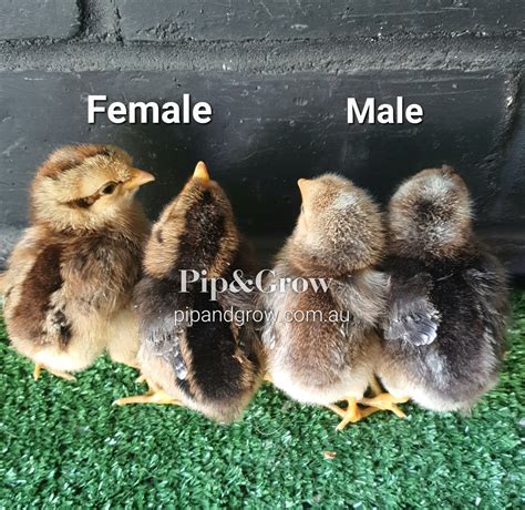 Chicken Sexing Tips Archives Pip And Grow Chicken Sexing Tips Archives Pip And Grow
