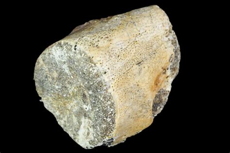 6 Fossil Reptile Vertebrae Judith River Formation 106827 For