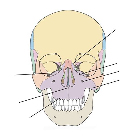 Maxillae Diagram Quizlet