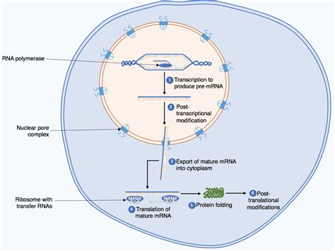 Protein Synthesis Process Diagram Protein Synthesis Vector I