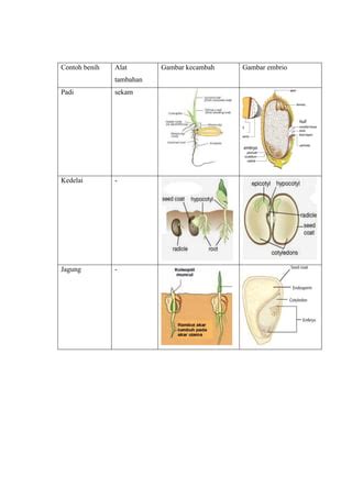 Laporan Identifikasi Benih Dan Kecambah Pdf