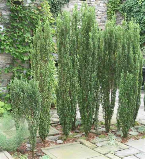 Ilex Crenata Sky Pencil Japanese Holly