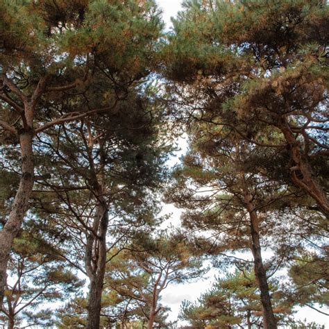 Tree Preservation Orders Protecting Trees And Heritage In Blackburn