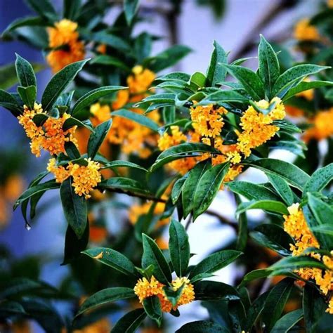 100 Osmanthus Fragrans Seeds Fragrans Sweet Olive Seed Each Package