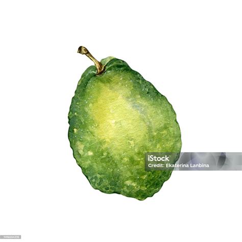 전체 구아바 단일 수채화 그림은 흰색 배경에 분리되어 있습니다 열대 과일 이국적인 녹색 사과 노란색 구아자바 손으로 그렸습니다