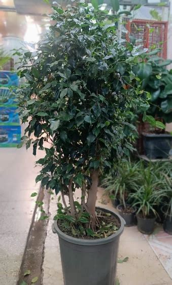 خرید و قیمت بنجامین بلک ترب