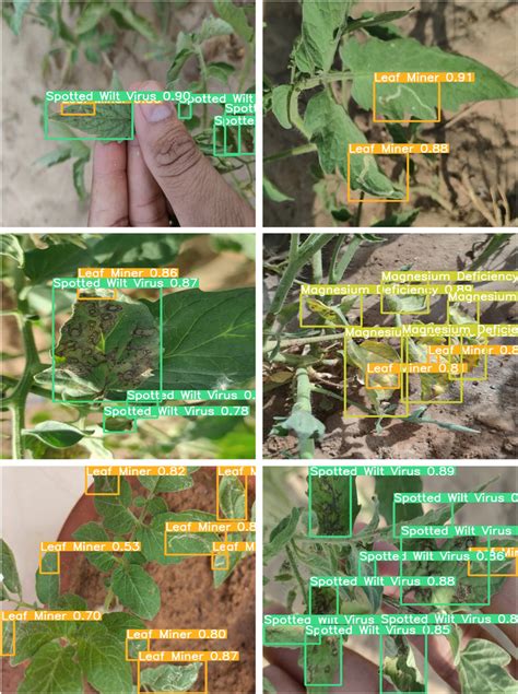 Sample Tomato Disease Detection In The Real World Or Natural Download Scientific Diagram