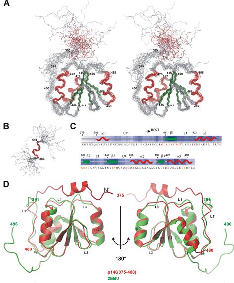 Figure 2 From Structure Of The Dna Bound Brca1 C Terminal Region From