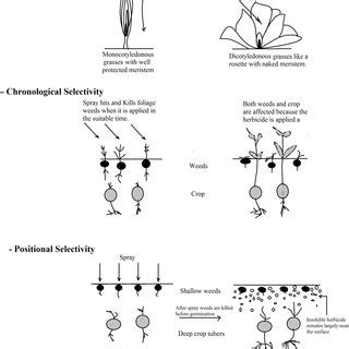 Factors Exploitable To Achieve Selectivity Of Herbicides As Adapted Download Scientific
