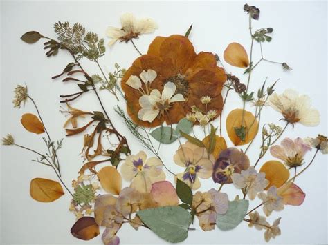 Pressed Flower Tutorial At Debbie Livengood Blog