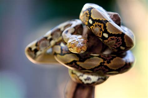 Premium Photo The Reticulated Python Is A Python Species Native To South And Southeast Asia