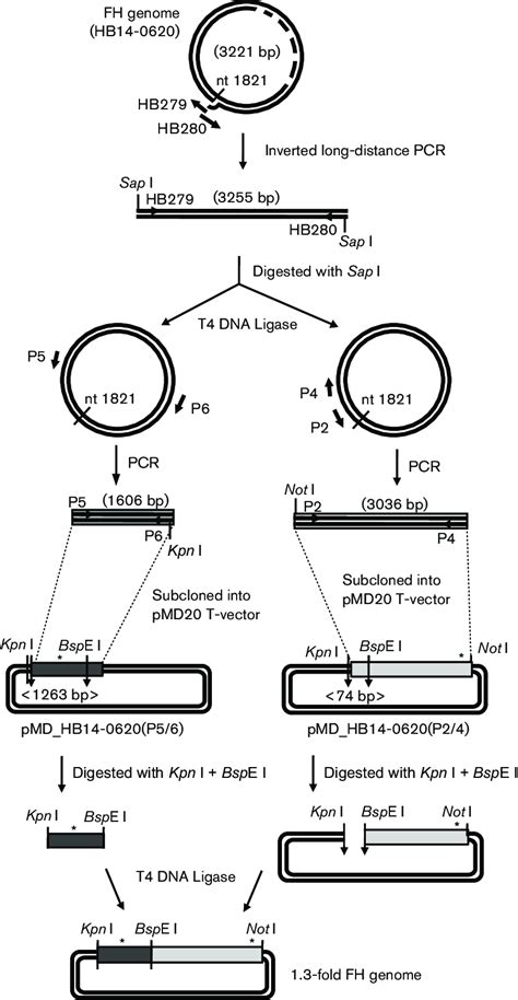 Schematic Diagram Showing The Creation Of A Recombinant Plasmid Download Scientific Diagram