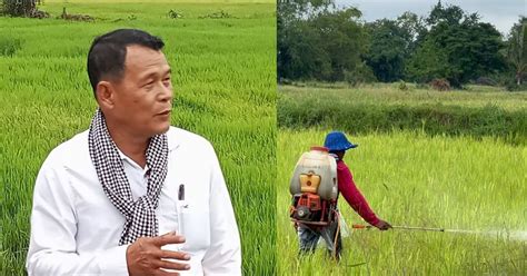 គិតមកទល់នឹងពេលនេះ ការងារបង្កបង្កើនផលស្រូវវស្សាខេត្តបន្ទាយមានជ័យសម្រេចបានជាង ៩៧