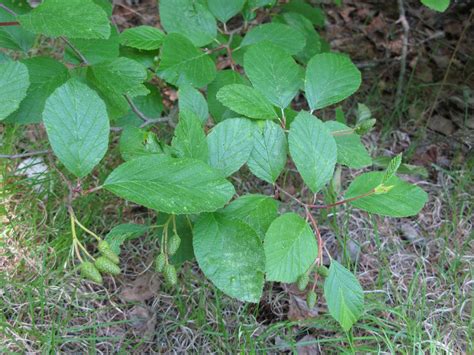 Alnus Viridis Ssp Crispa Bird Gardens