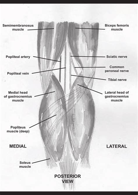 Popliteal Fossa