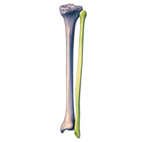 Tibia And Fibula Labeling Diagram Quizlet Tibia And Fibula Labeling Diagram Quizlet