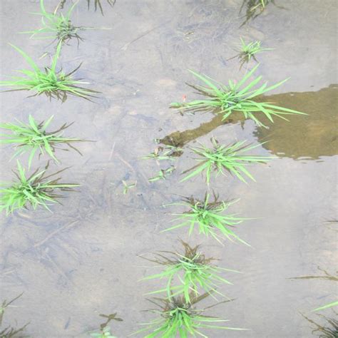 Weed Detection Object Detection Model By Weed Detection