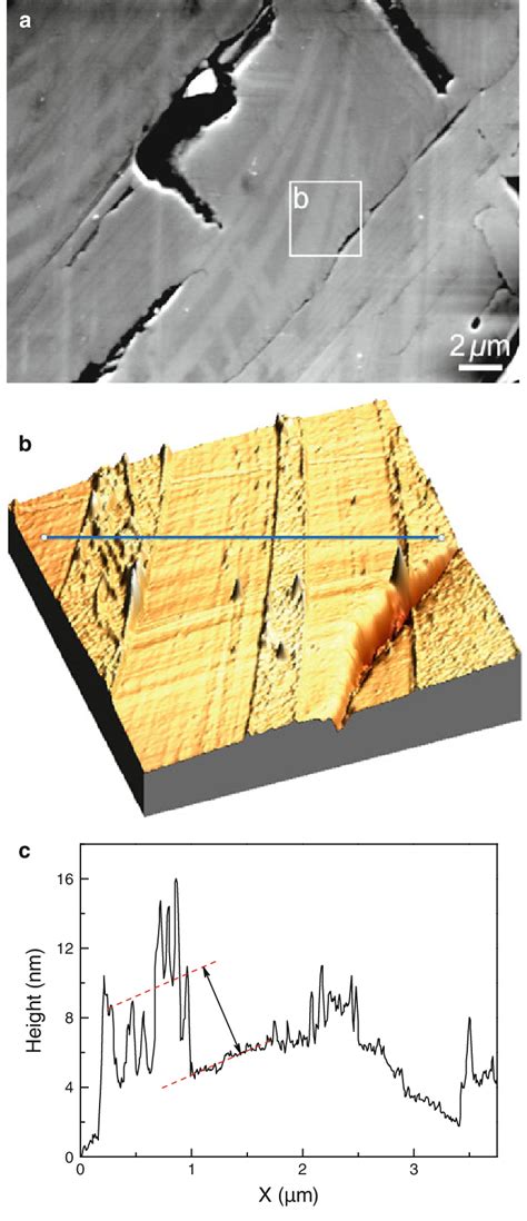 A Sem And B Afm Micrographs Of The Area Partly Scratched With A