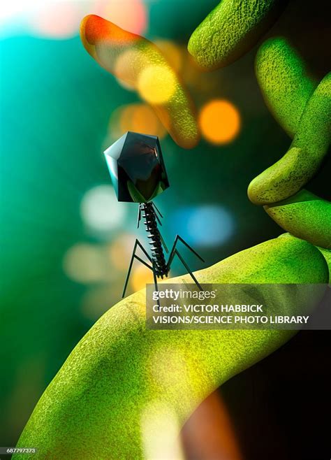Phage Virus Attacking Bacteria Illustration High Res Vector Graphic Getty Images