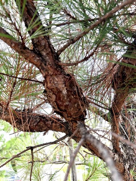 Is My Tree Dying And Is This Fusiform Rust R Arborists