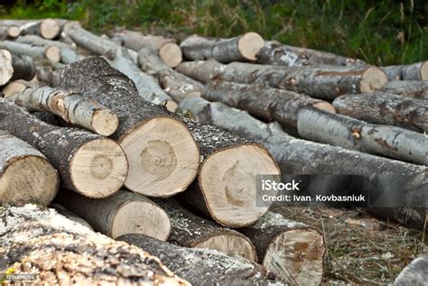 쓰러진 나무는 땅에 누워 있다 로그는 숲 배경의 더미에 닫힙다 불법 삼림 벌채 및 환경 보호의 개념 0명에 대한 스톡 사진 및 기타 이미지 Istock