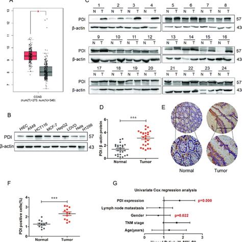 Pdi Is Elevated In Human Colorectal Cancer Tissues And Is Associated Download Scientific