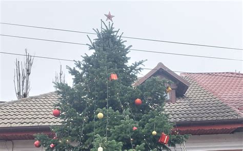 B365 Foto 🎄„o Brad Frumos O Brad Frumos” Se Cântă Undeva în Sectorul