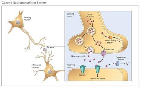 Nmda Receptor