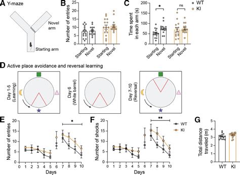 Ubiquitination Of The Glua1 Subunit Of Ampa Receptors Is Required For Synaptic Plasticity