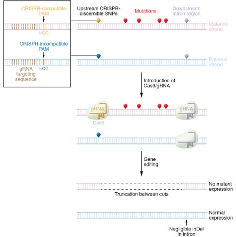 Snp Editing For The Mutation Agnostic Allele Specific Treatment Of