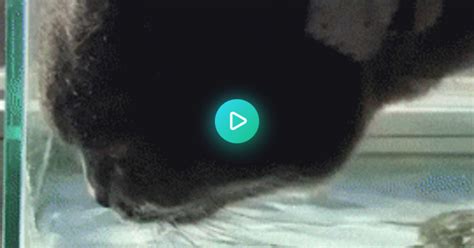 What Is The Turtle Thinking About Album On Imgur