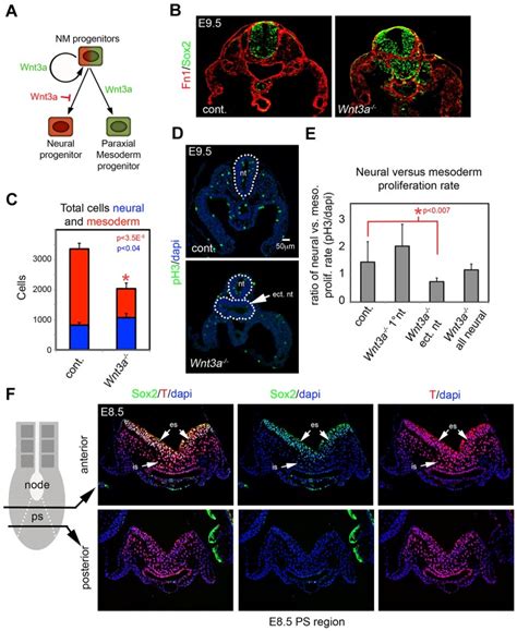 Lineage Tracing Of Neuromesodermal Progenitors Reveals Novel Wnt