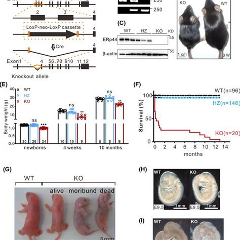 Generation And Characterization Of Erp44 Knockout Mice A Strategy