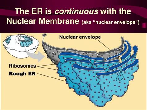Ppt Cells Powerpoint Presentation Free Download Id2204712
