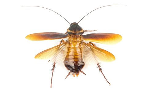 American Cockroach Flying