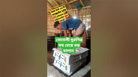 সোনালী হাইব্রিড সোনালী ক্লাসিক Viral Food Chicken দেশি Bird Henchicken হাঁস Farming