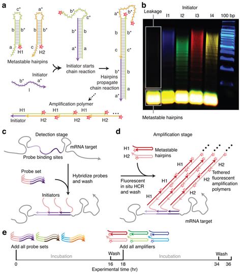 Fluorescence In Situ Hybridization Lecture Notes At Sherri Pineiro Blog