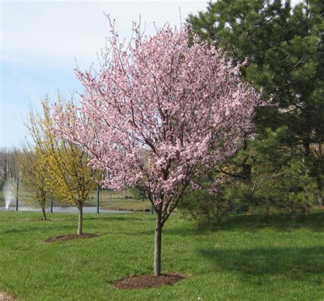 Thundercloud Plum Natorps Online Plant Store