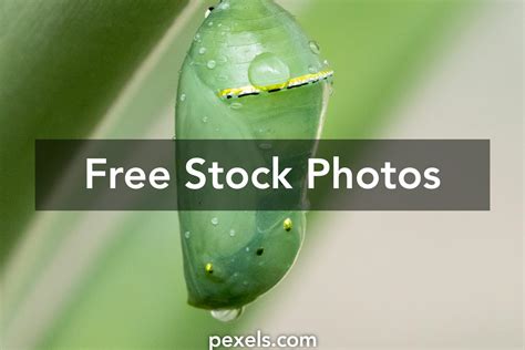 Monarch Chrysalis Photos Download The Best Free Monarch Chrysalis