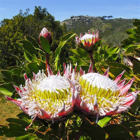 King Protea Plant