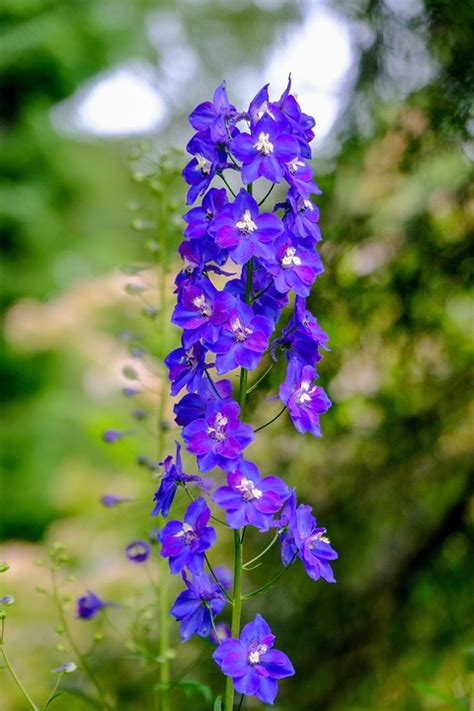 Larkspur Flower Purple Free Photo On Pixabay