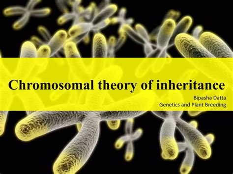 Chromosomal Theory Of Inheritance In Relation To Cell Division Pptx