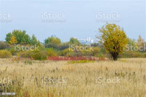 가 린든 낙 엽 송 참나무 말린된 잔디 자작나무 레드 그린된 옐로우 골드 컬러 0명에 대한 스톡 사진 및 기타 이미지 0명 10월 11월 Istock