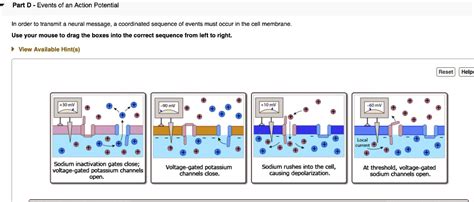 Solved Part D Events Of An Action Potential In Order To Transmit