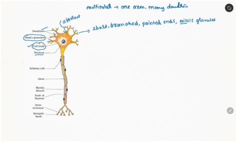 SOLVED Draw The Structure Of A Neuron And Explain Its Function