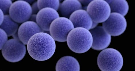 Order Up 𝘚 𝘢𝘶𝘳𝘦𝘶𝘴 Taxonomy Quiz By Sparkblip