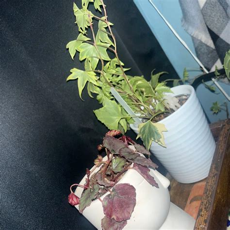 Propagating Rex Begonia The Ultimate Guide 👶