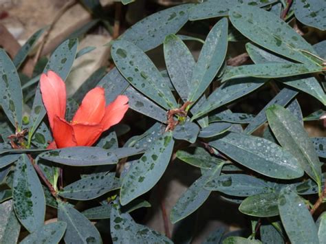 四季杜鵑紅山茶 白桕花園 udn部落格