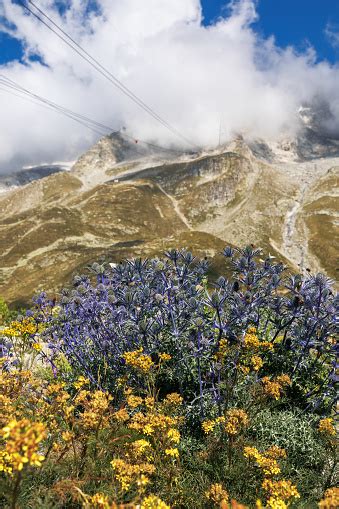 아름다운 Eryngium Alpinum 꽃 고산 바다 홀리 고산 Eryngo 또는 꿀벌과 알프스의 여왕 배경에있는 알프스 산 0명에 대한 스톡 사진 및 기타 이미지 Istock